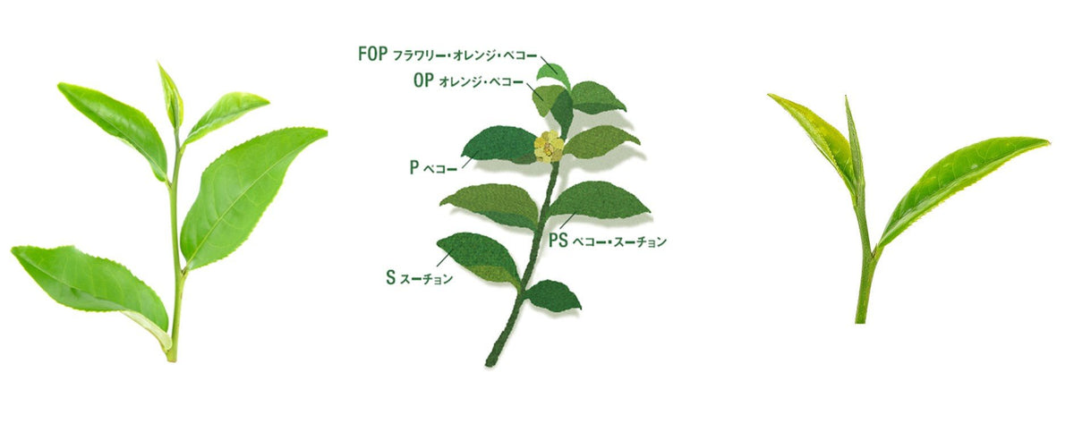 紅茶の用語集 Tea Glossary ～【紅茶のグレード】Tea Grades – シェドゥーブル